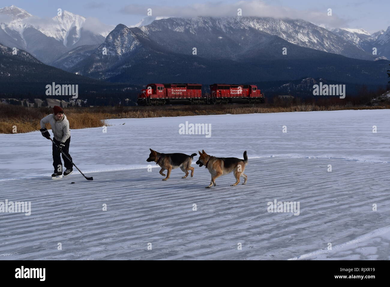 A man practices his stick handling, keeping the puck away from his dogs ...