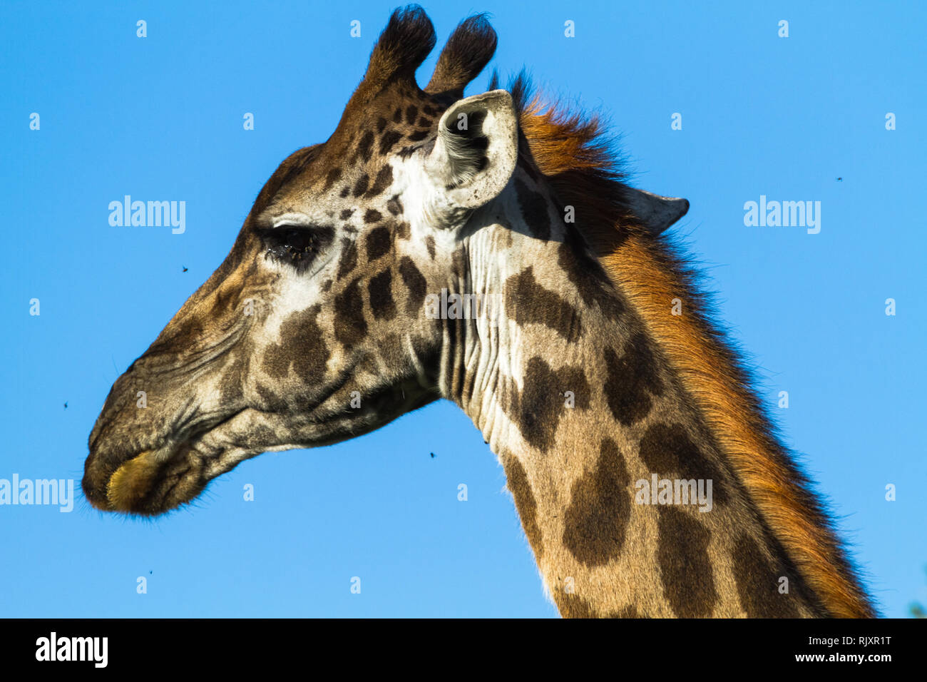 Giraffe portrait wildlife hi-res stock photography and images - Alamy
