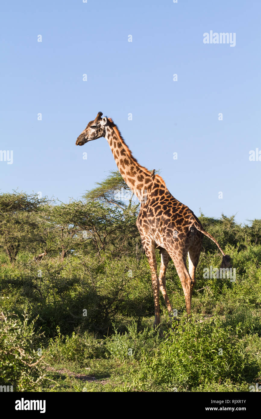 Very high maasai giraffe. Tanzania, Africa Stock Photo - Alamy