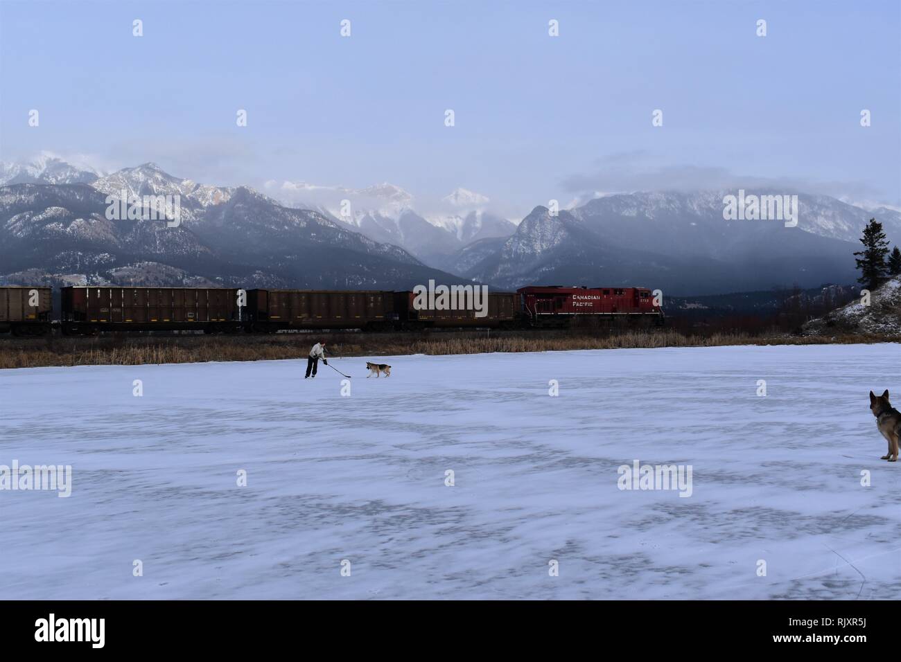 Dog watching puck hi-res stock photography and images - Alamy