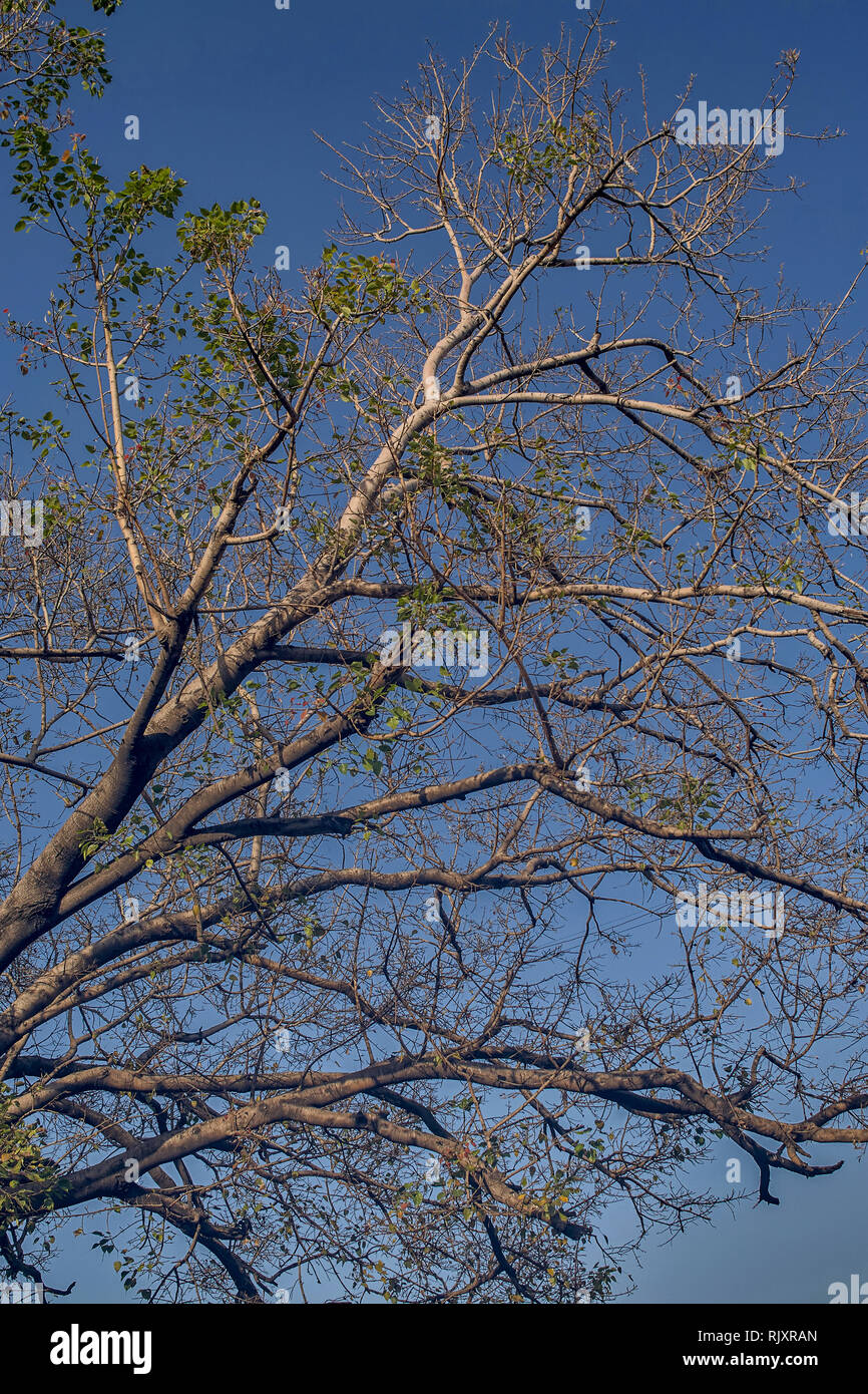 18 Feb 2007-spring Ficus religiosa or sacred fig or Pipal tree Mumbai ...