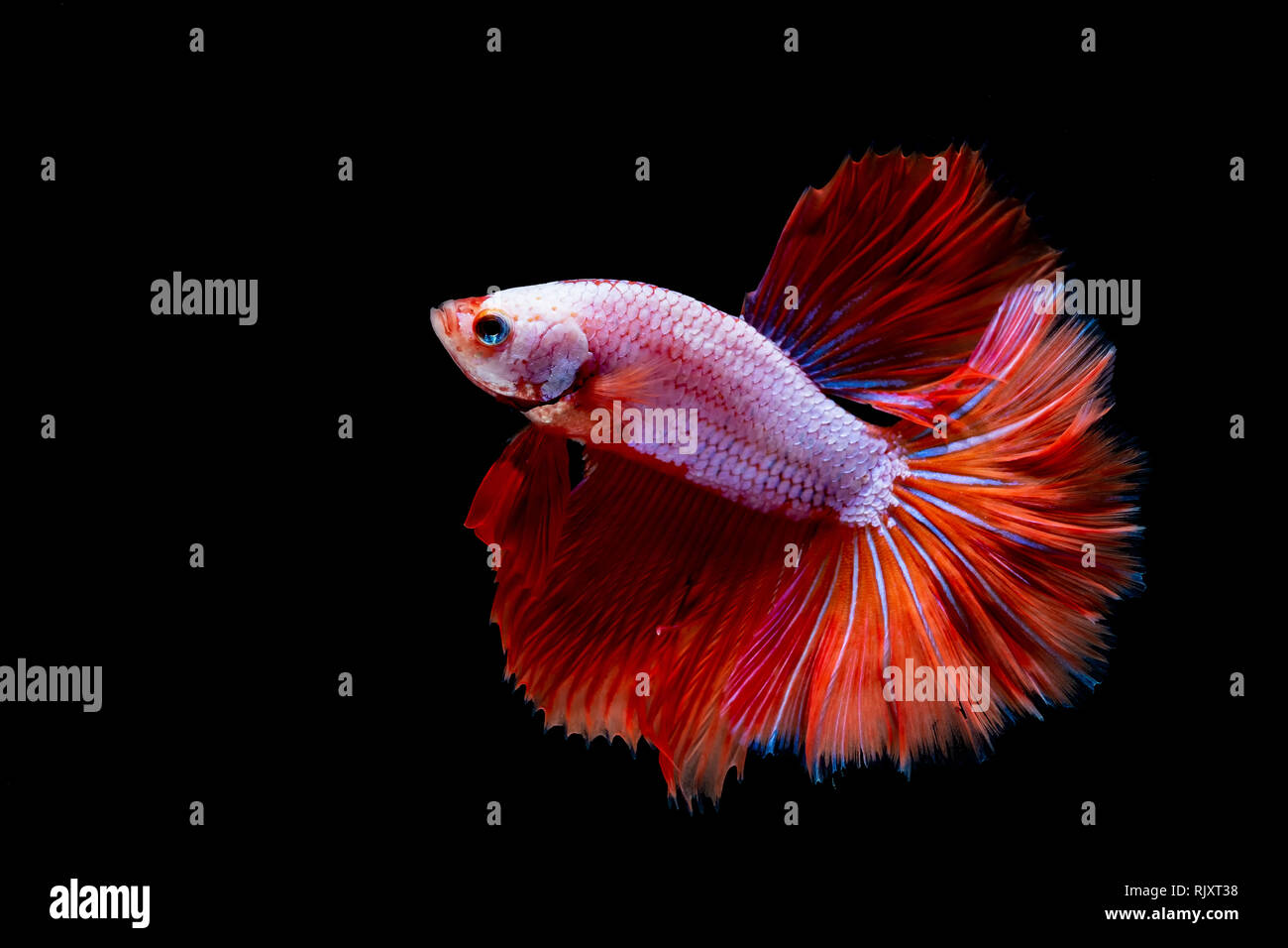 Siamese fighting fishes betta splendens hi-res stock photography and ...