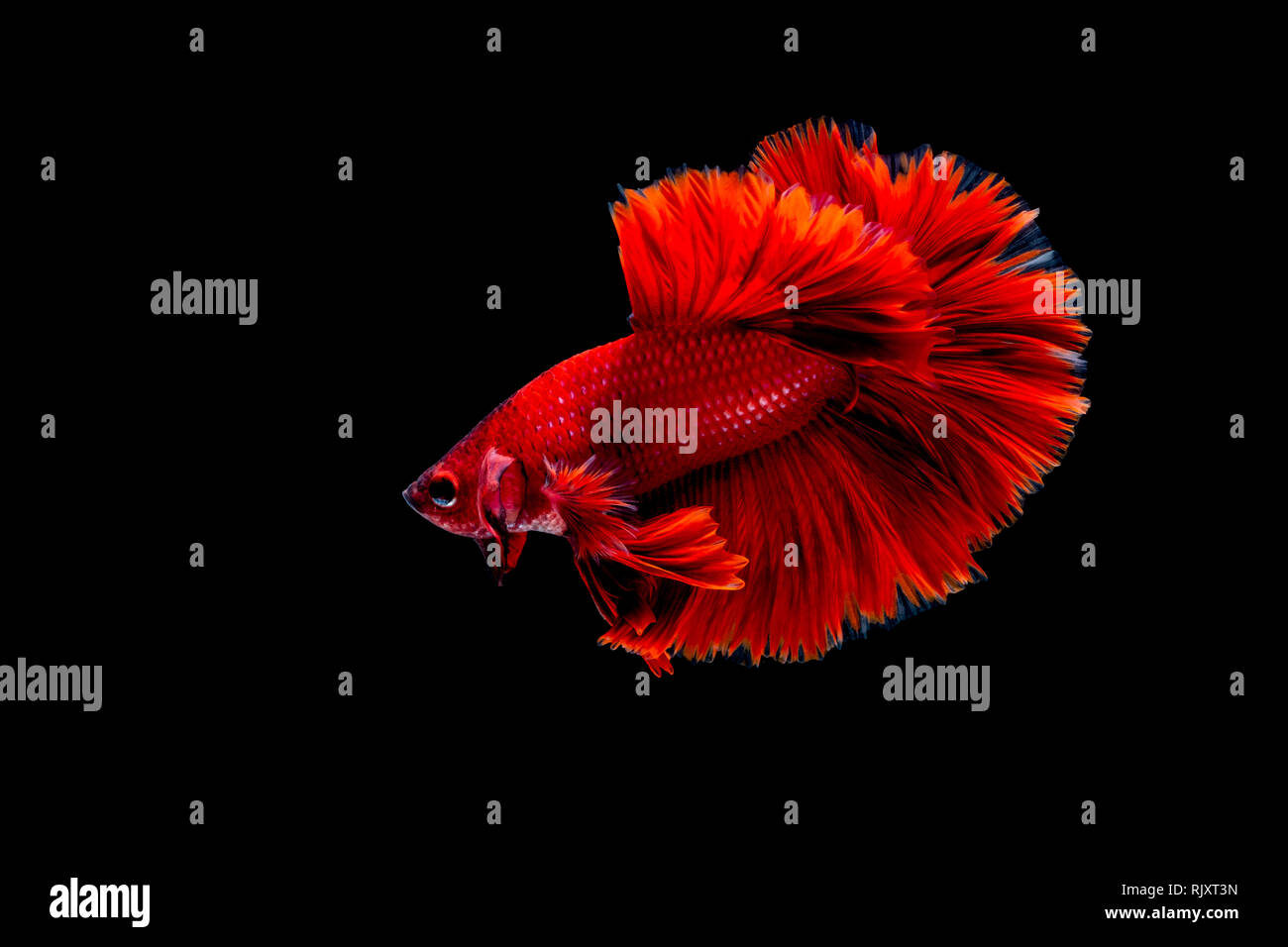 Red blue crown betta fish hi-res stock photography and images - Alamy