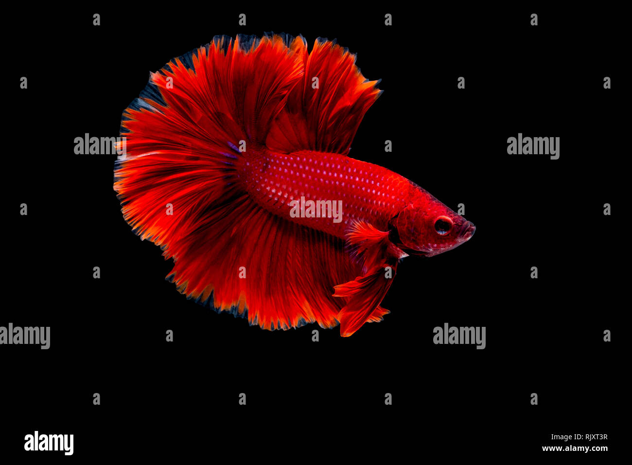betta Fighting fish Stock Photo - Alamy