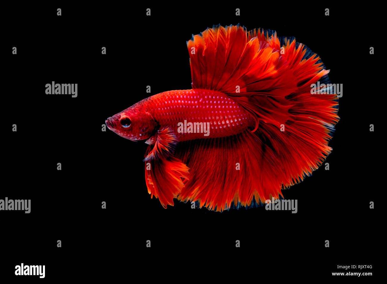 betta Fighting fish Stock Photo - Alamy