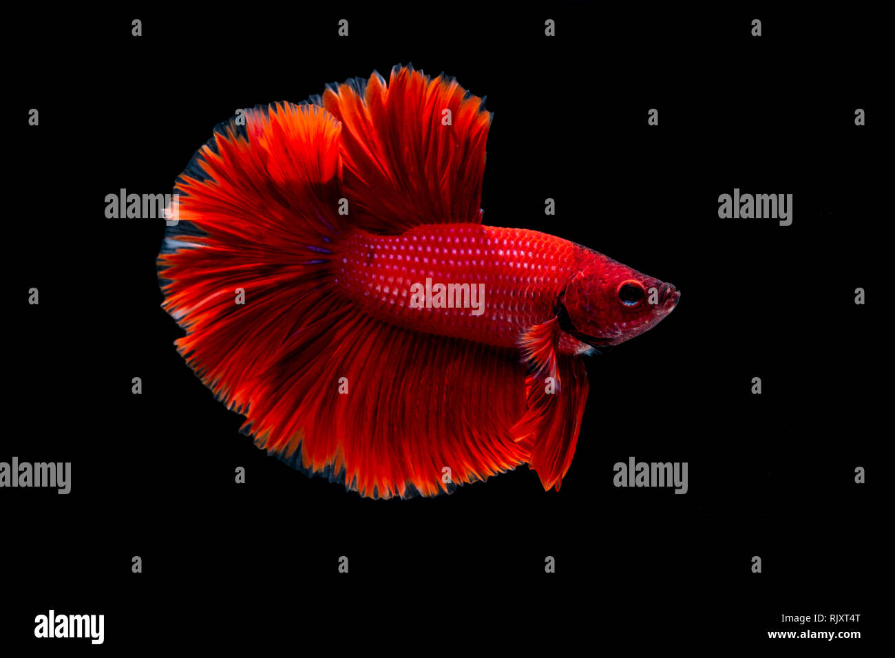 Red white crown betta fish hi-res stock photography and images - Alamy
