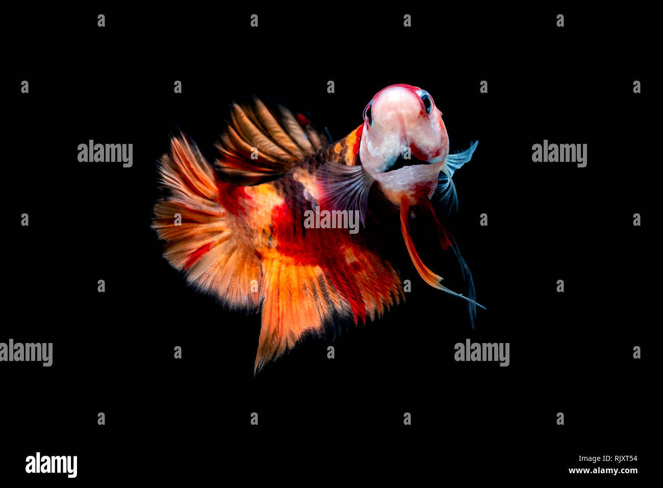 betta Fighting fish Stock Photo - Alamy