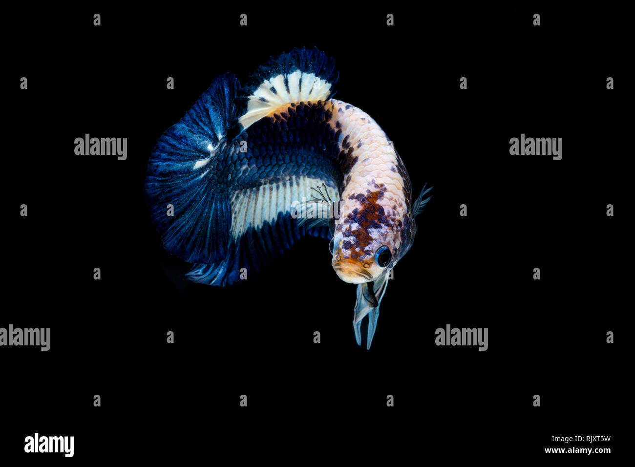 betta Fighting fish Stock Photo - Alamy