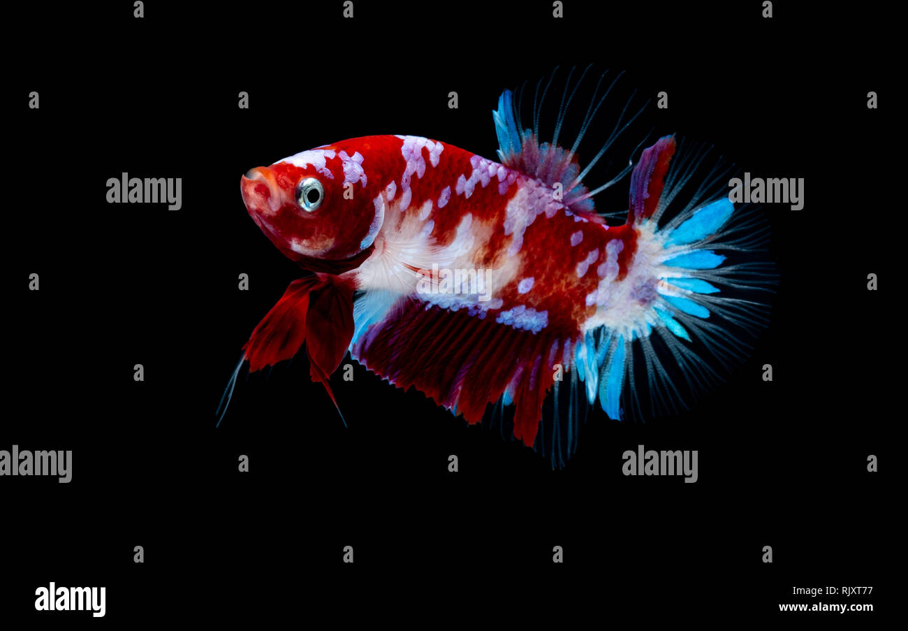 Betta fish Fight in the aquarium Stock Photo - Alamy