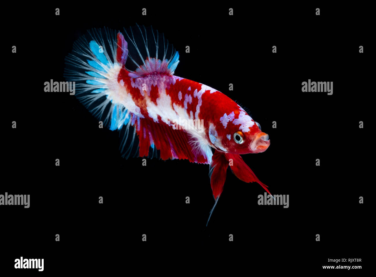 Betta fish Fight in the aquarium Stock Photo - Alamy