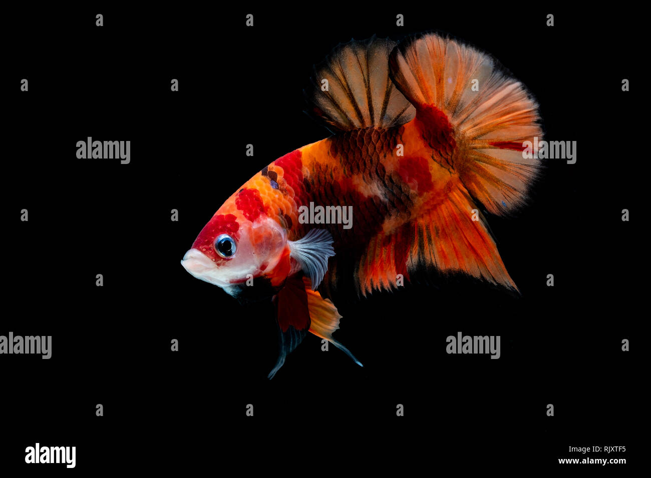 betta Fighting fish Stock Photo - Alamy