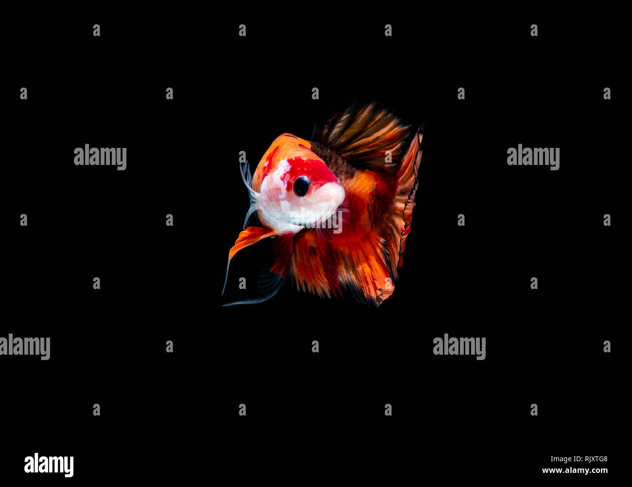 betta Fighting fish Stock Photo - Alamy