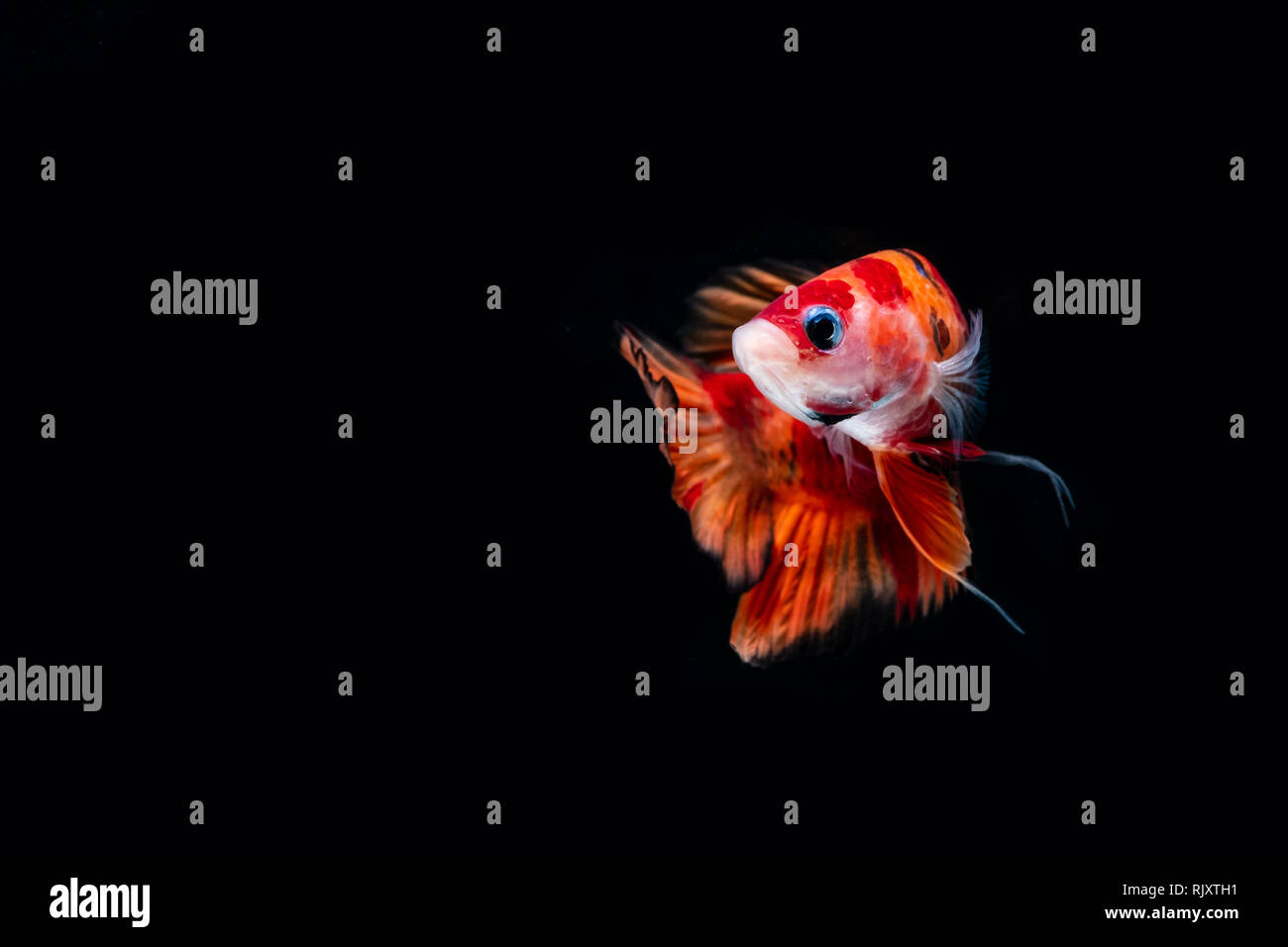 betta Fighting fish Stock Photo - Alamy