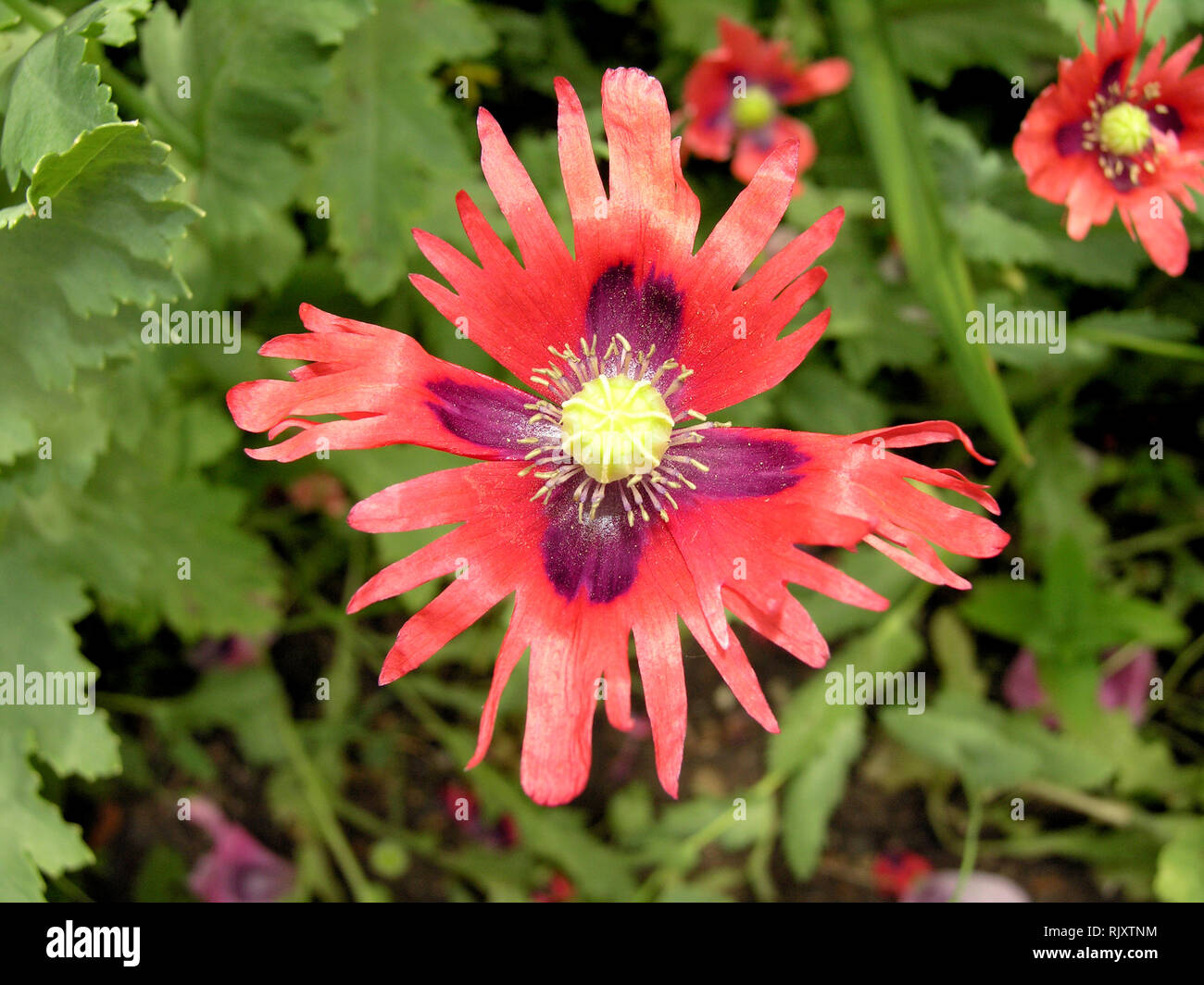 Ragged poppy hi-res stock photography and images - Alamy