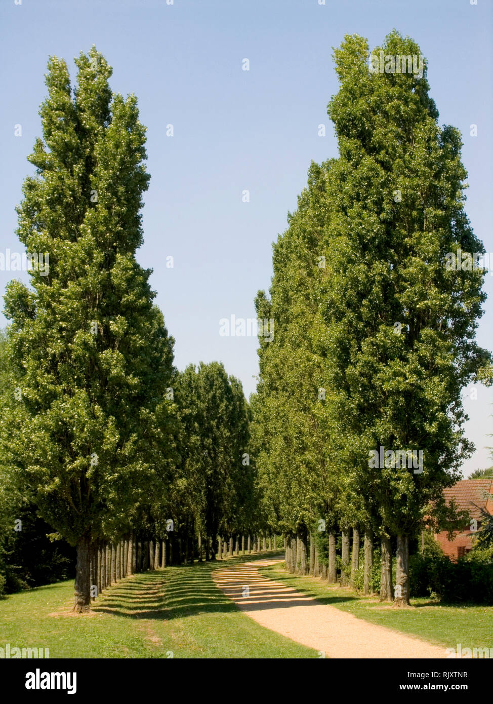 Lombardy Poplar Trees Stock Photo - Alamy