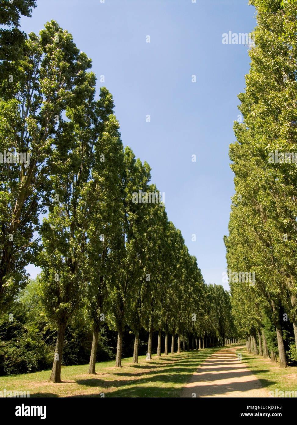Lombardy poplar trees populus nigra hi-res stock photography and images ...