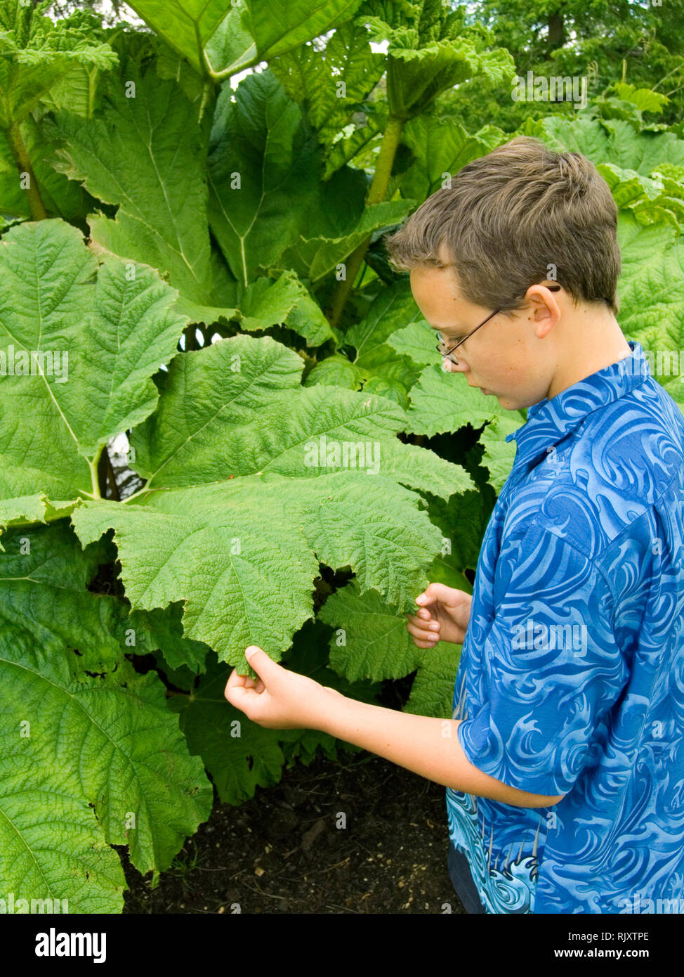 Boy Holding Gunnera Leaf Stock Photo - Alamy