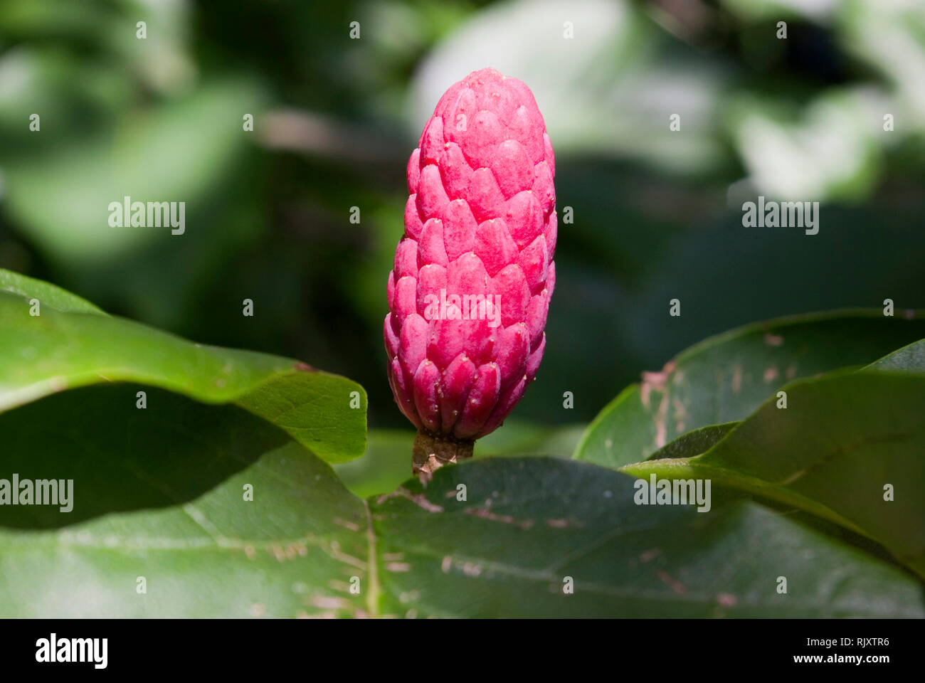 Cucumber tree hi-res stock photography and images - Alamy