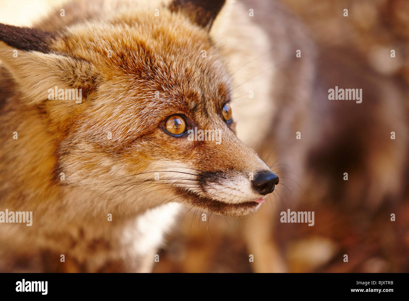 Fox head detail in the forest. Wildlife in the forest Stock Photo - Alamy