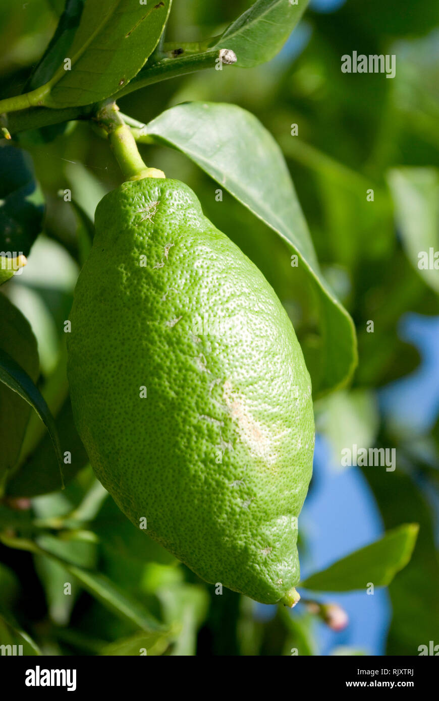 Unripe citrus hi-res stock photography and images - Alamy