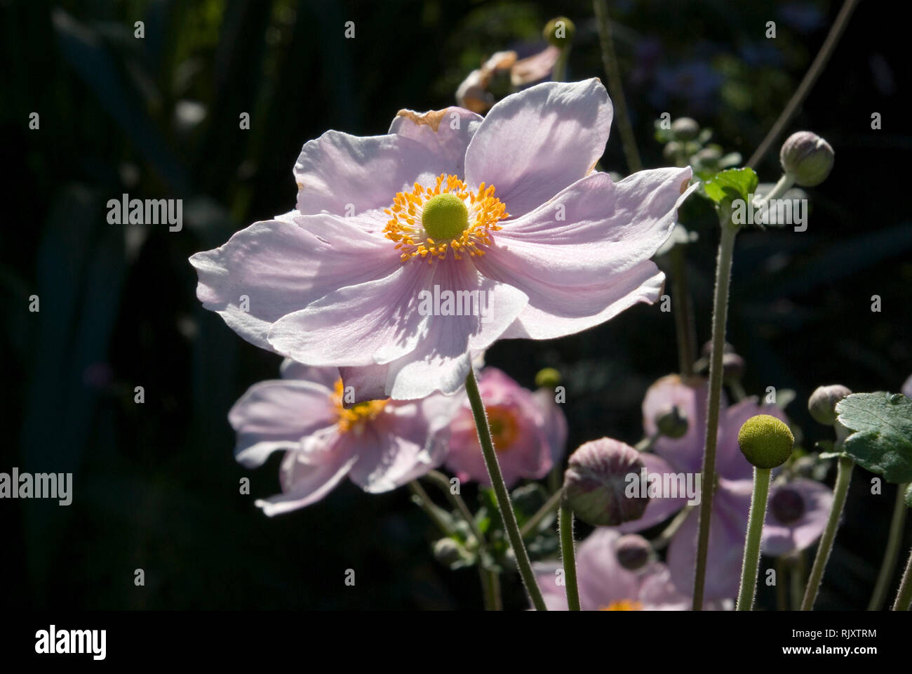 Pink japanese anemone flowers buds hi-res stock photography and images ...