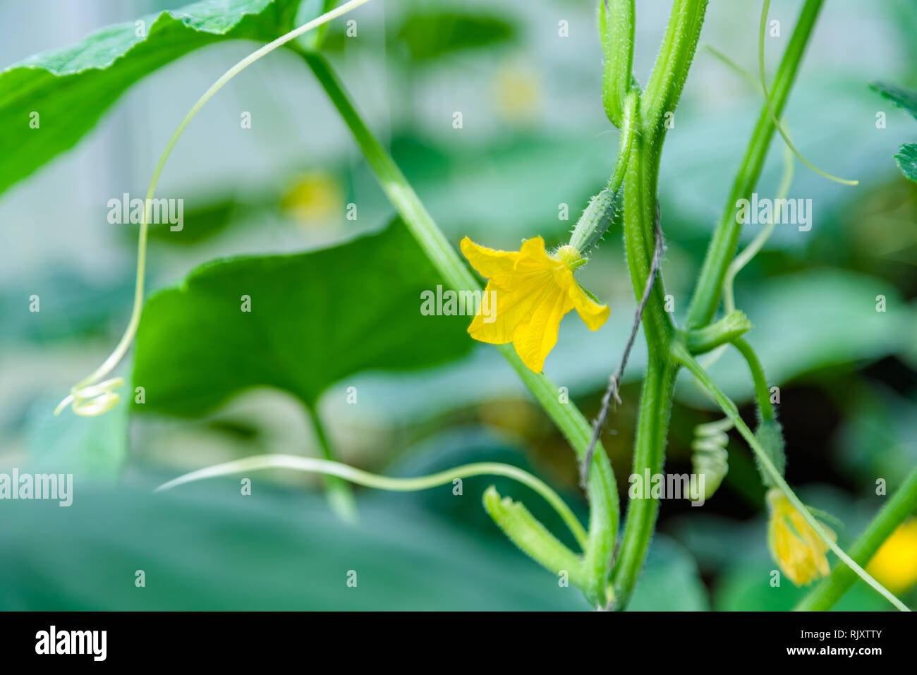 Growing cucumber with flower and tendrils in the green house. Growing ...