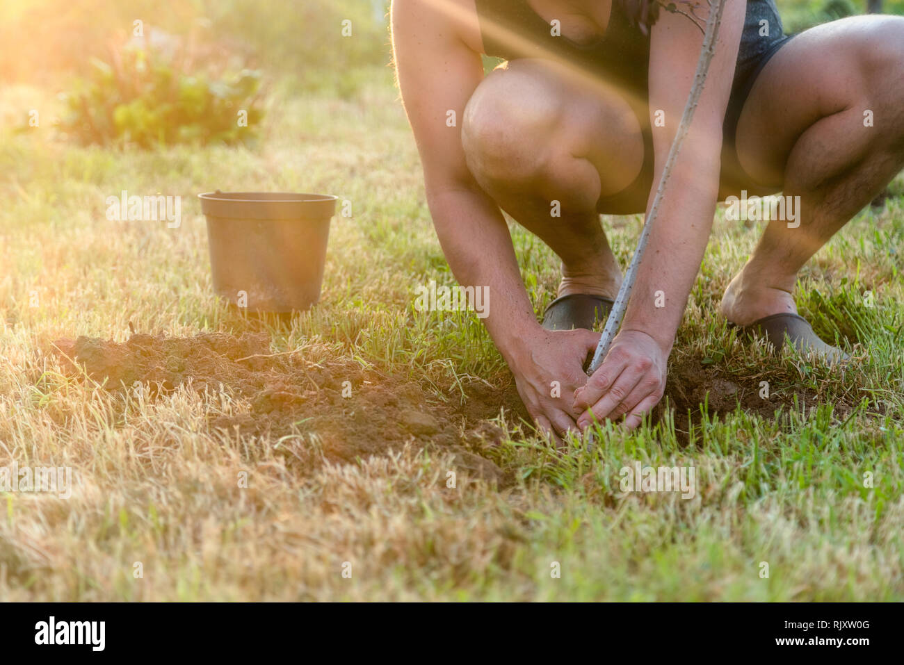 Planting tree process hi-res stock photography and images - Alamy