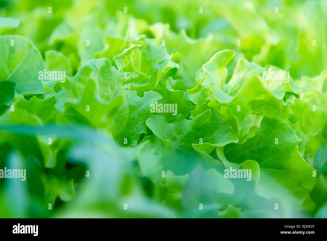 Fresh home grown lettuce. Growing organic vegetables. Urban farming ...