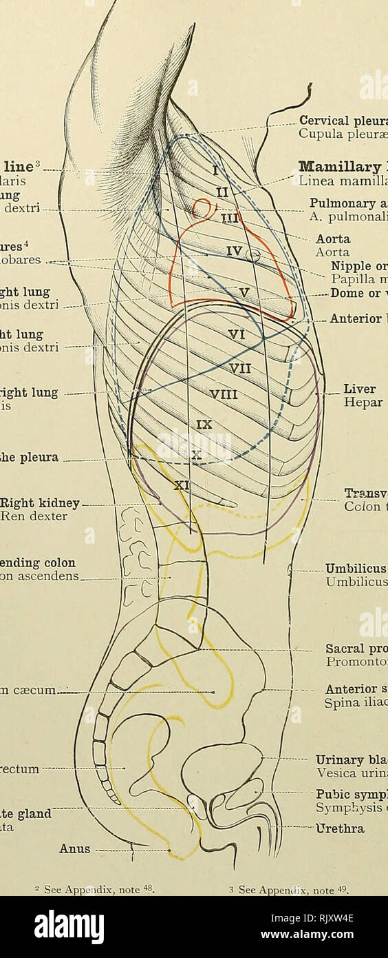 . An atlas of human anatomy for students and physicians. Anatomy ...