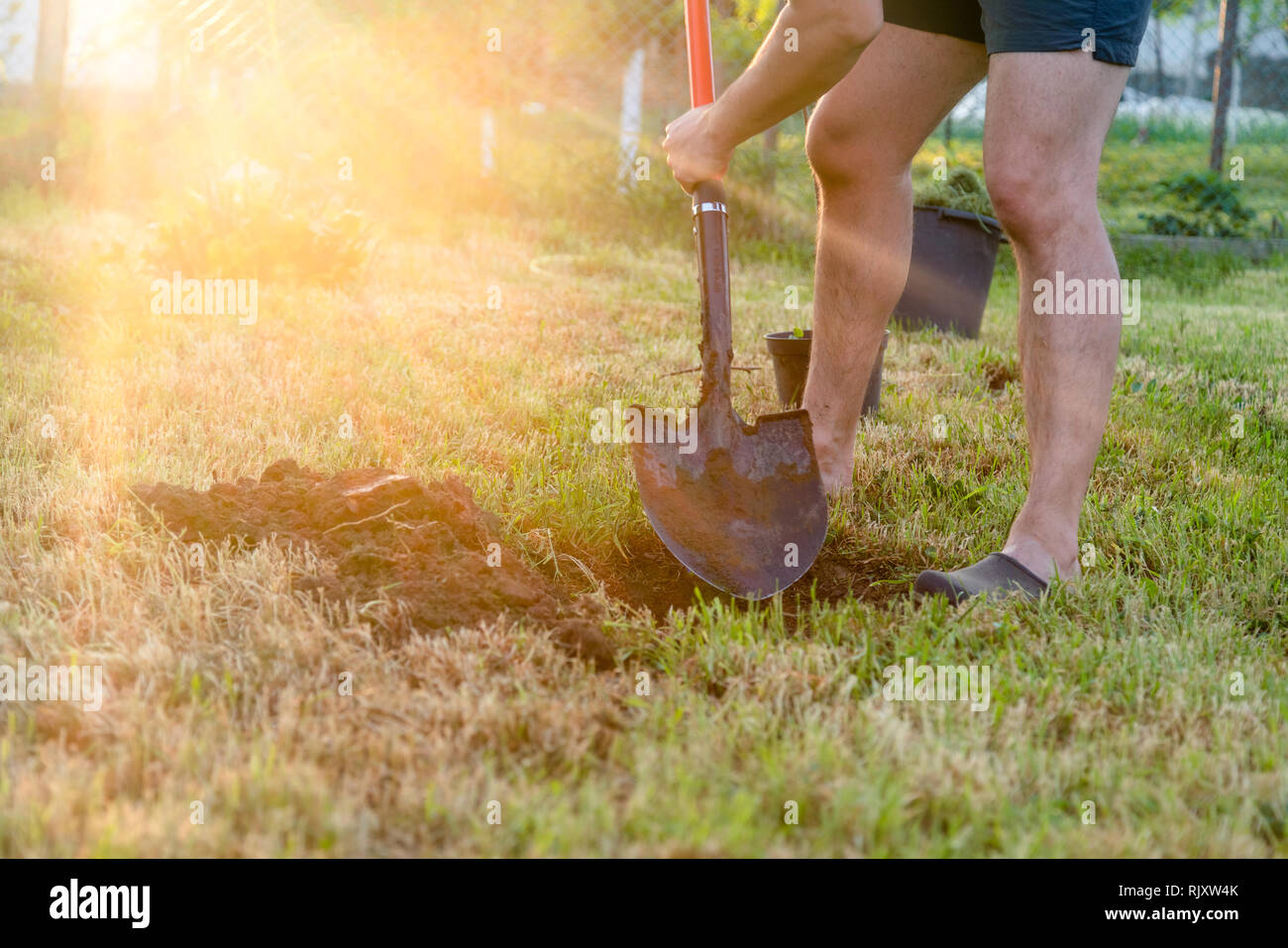 Planting a tree. Man digging a hole in the ground in summertime ...