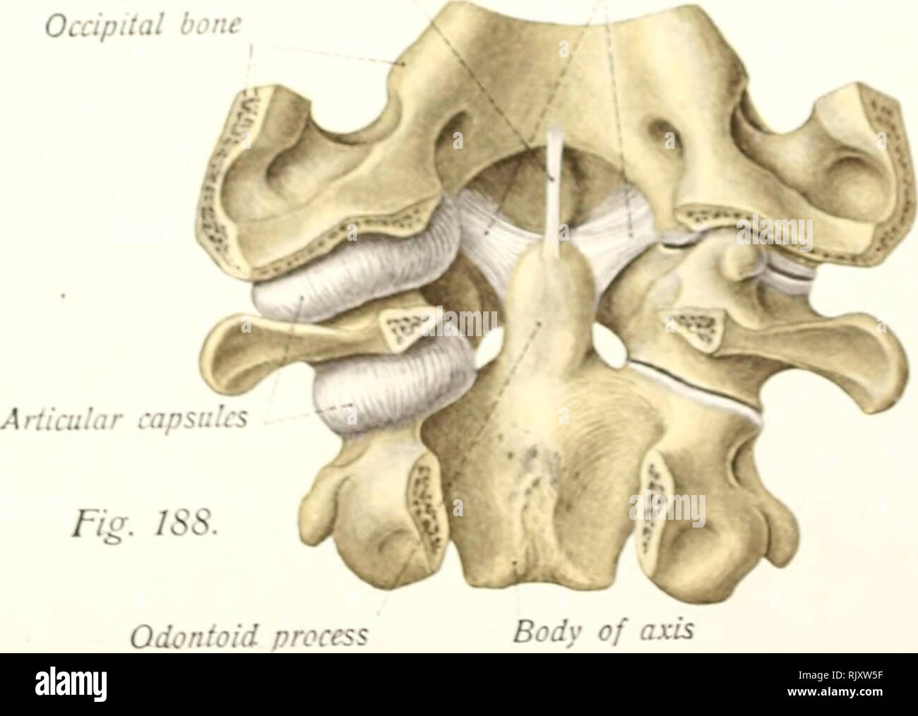 Cruciform Ligament