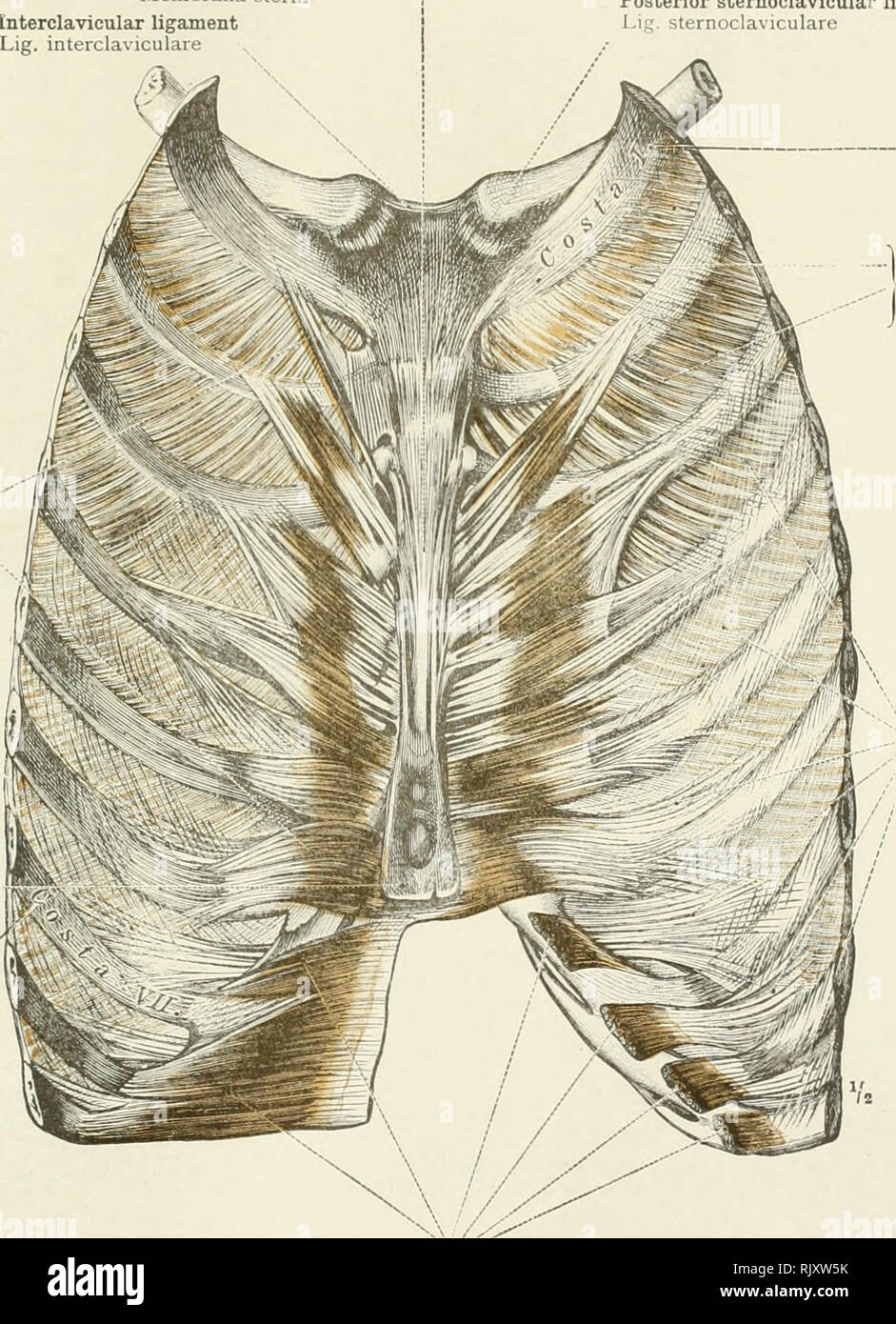 Transversus abdominis hi-res stock photography and images - Alamy