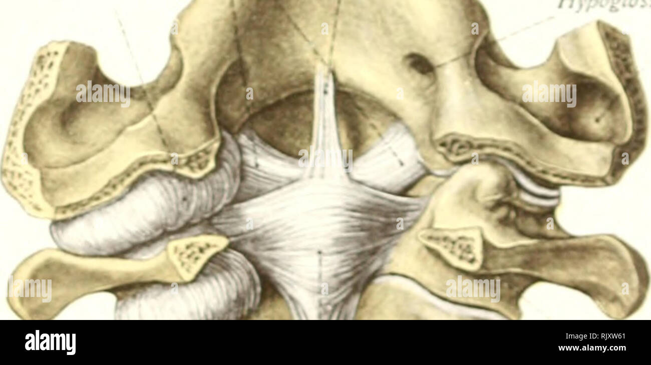 Cruciate ligament of the atlas hi-res stock photography and images - Alamy