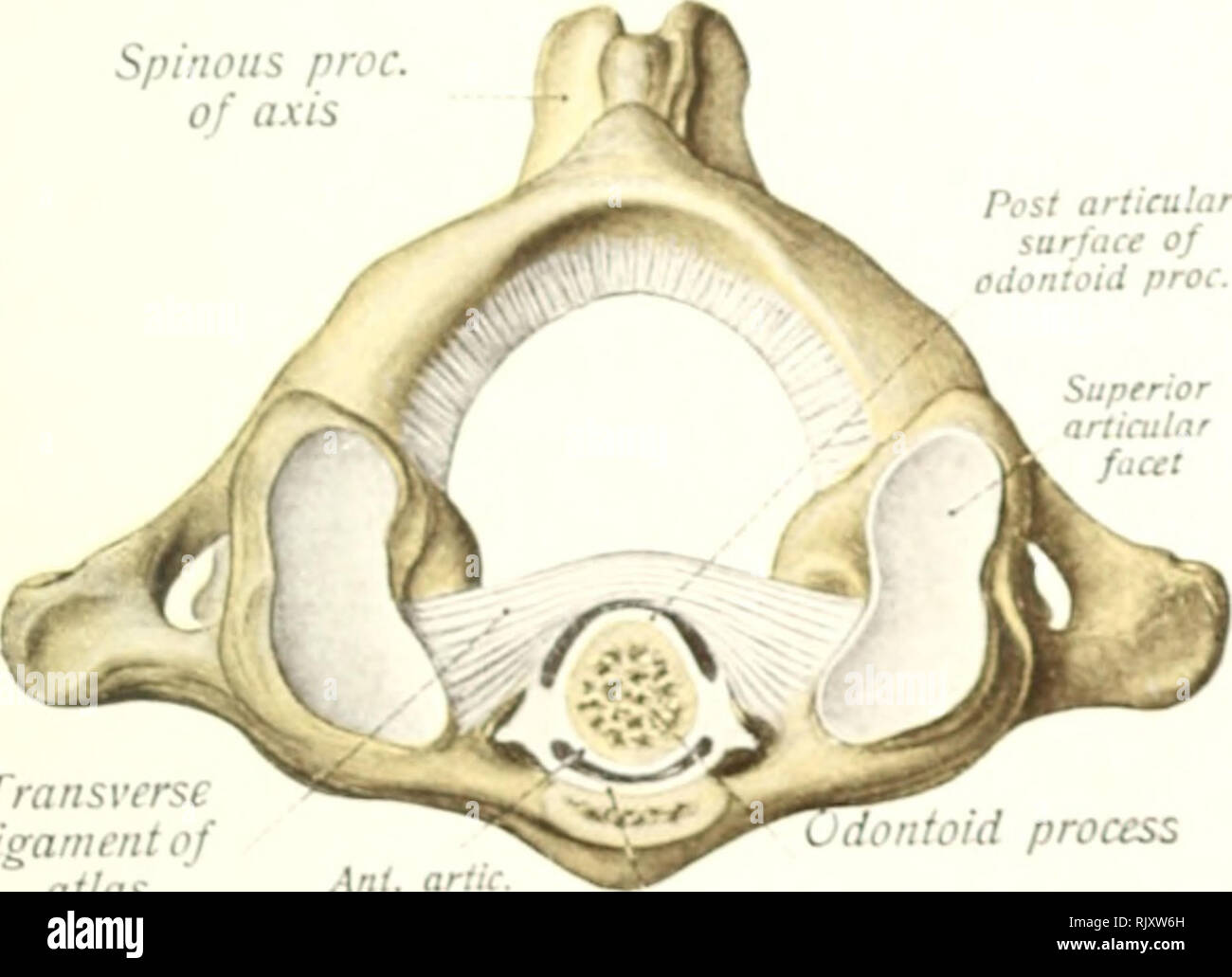 Cruciform Ligament