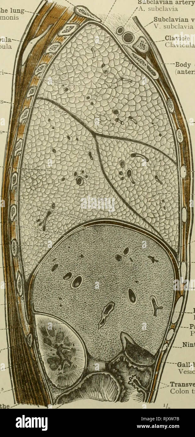 Upper lobe of the right lung hi-res stock photography and images - Alamy