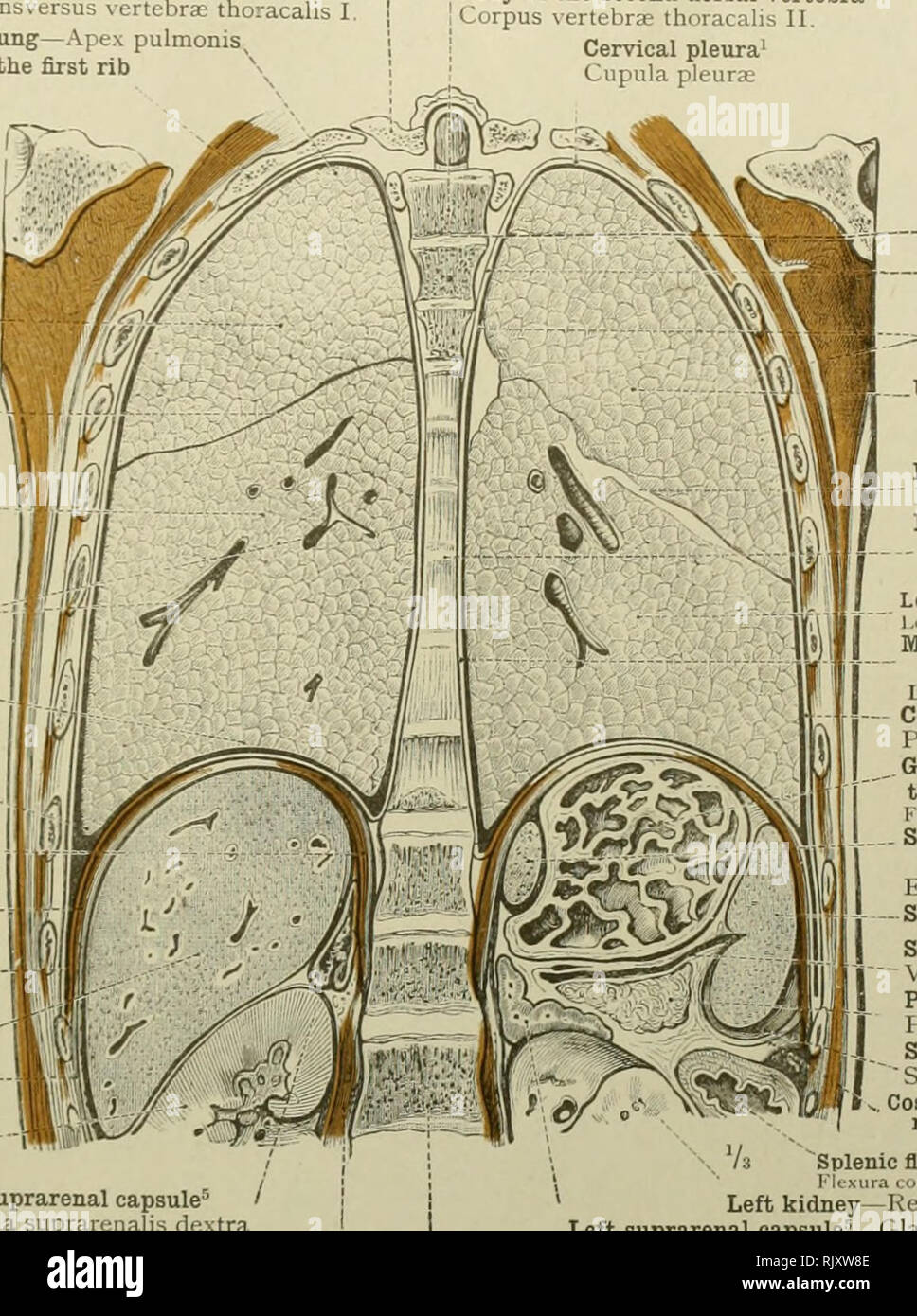 Upper lobe of the right lung hi-res stock photography and images - Alamy