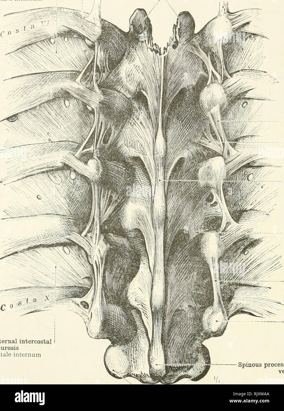 Sixth rib hi-res stock photography and images - Alamy