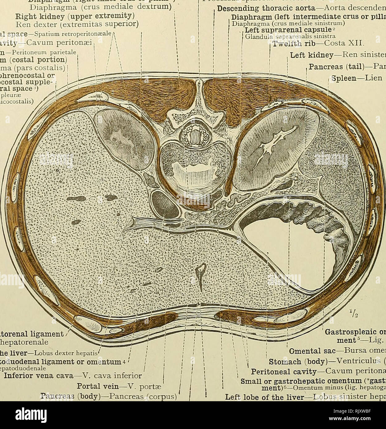 Retroperitoneal Space Organs