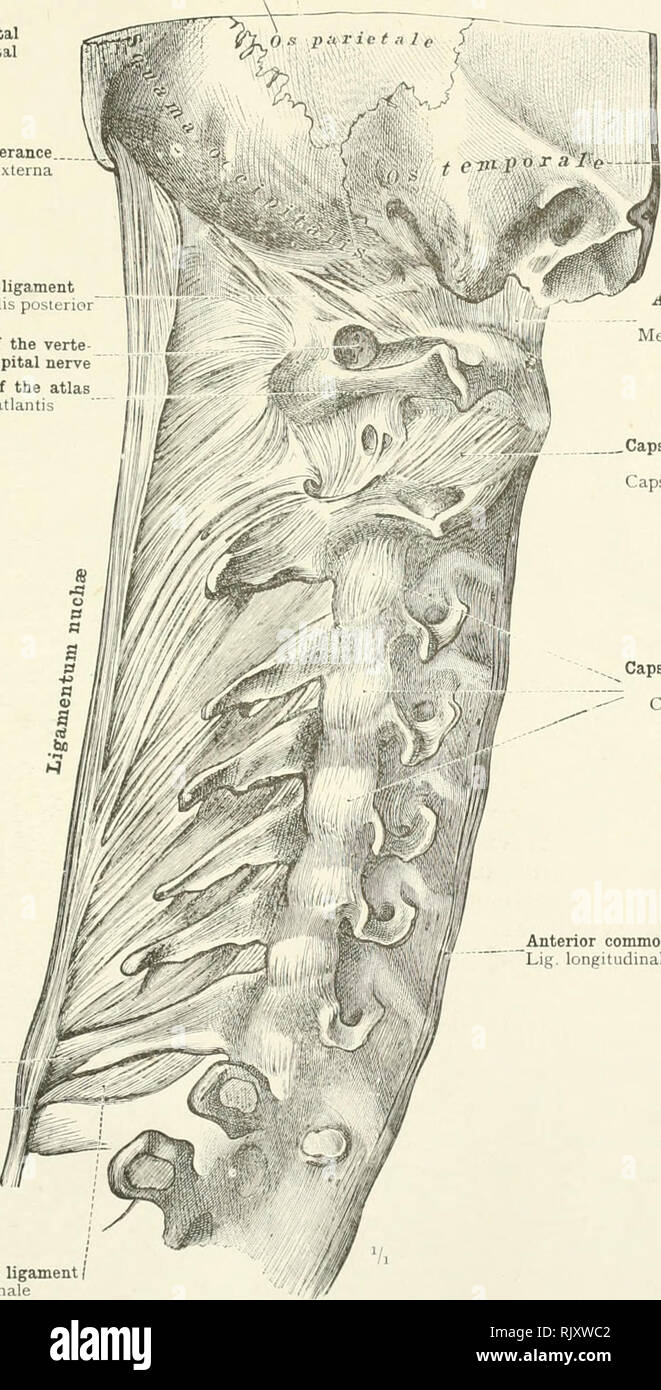 . An atlas of human anatomy for students and physicians. Anatomy. THE ...