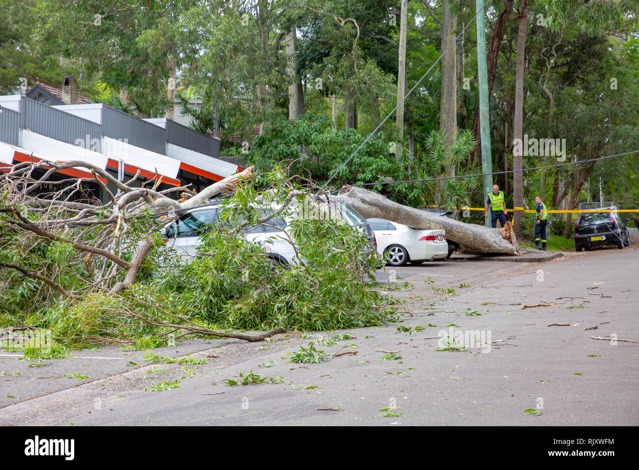 Car crushed tree hi-res stock photography and images - Alamy