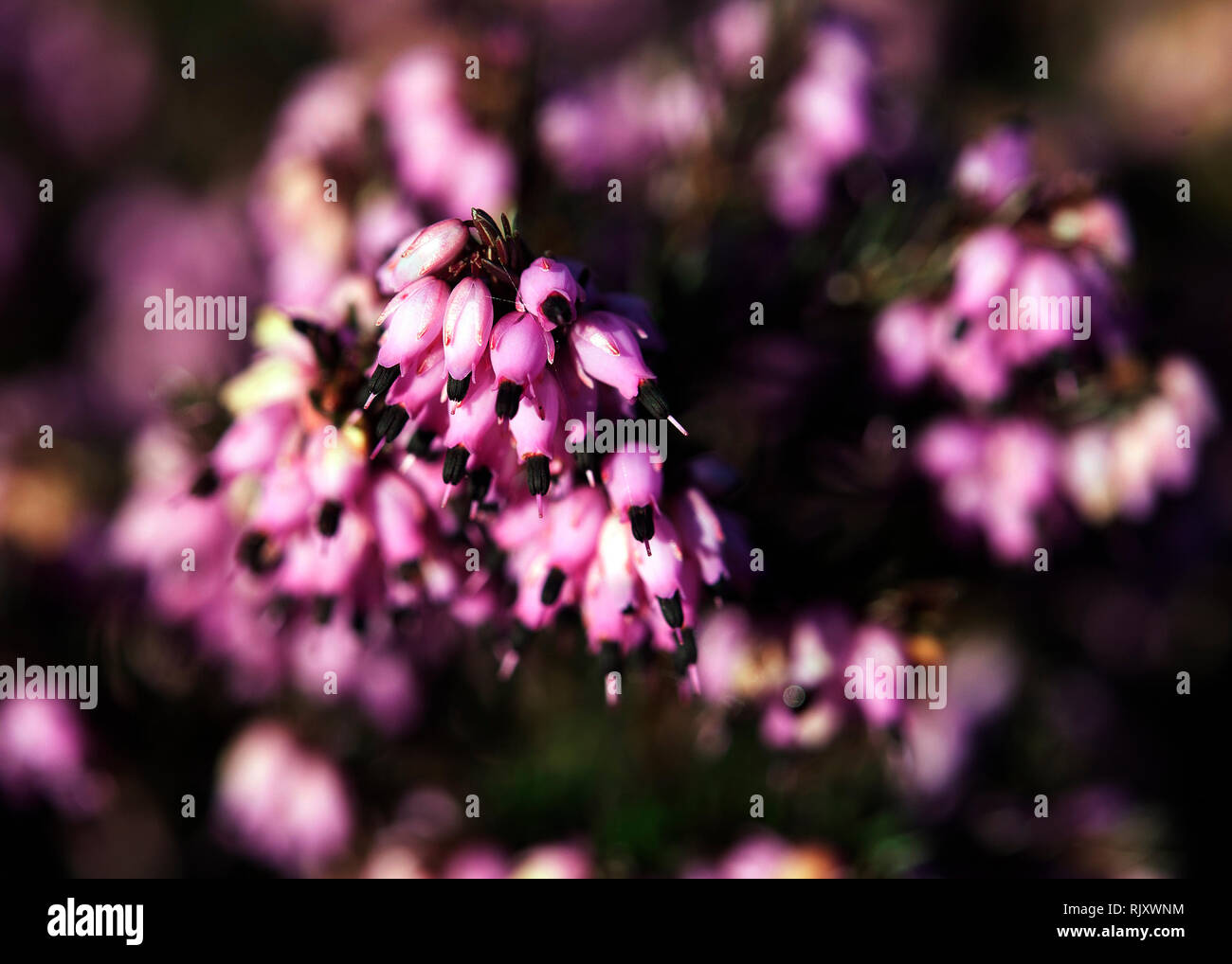 Bunclody, Wexford, Ireland, Europe Stock Photo - Alamy