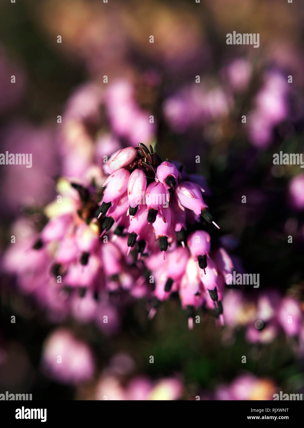 Bunclody ireland hi-res stock photography and images - Alamy