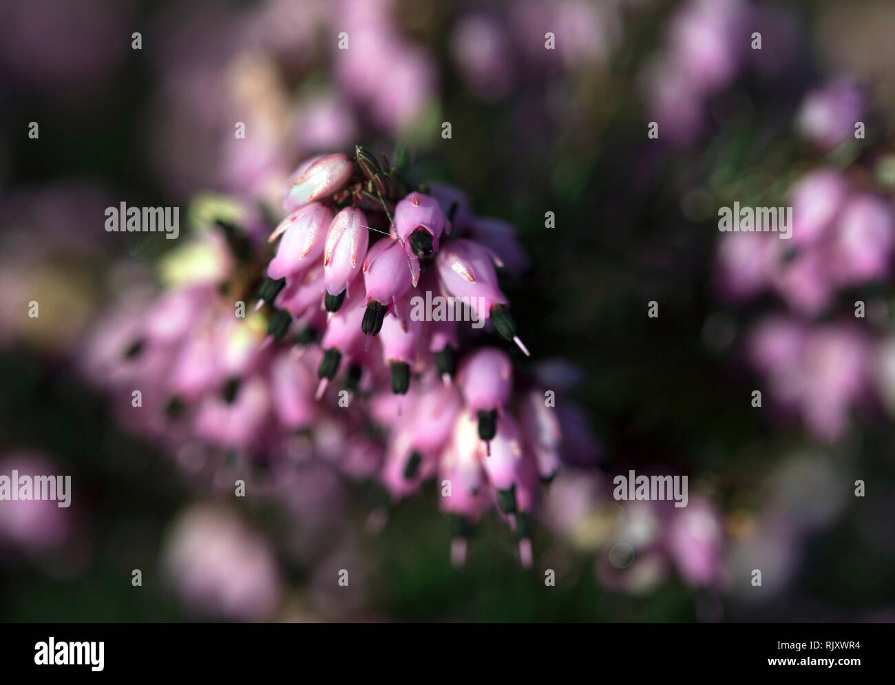 Bunclody, Wexford, Ireland, Europe Stock Photo - Alamy