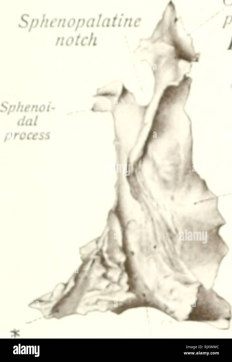 Posterior nasal spine hi-res stock photography and images - Alamy