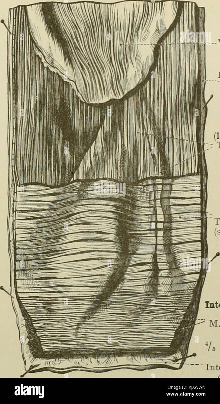 . An atlas of human anatomy for students and physicians. Anatomy ...