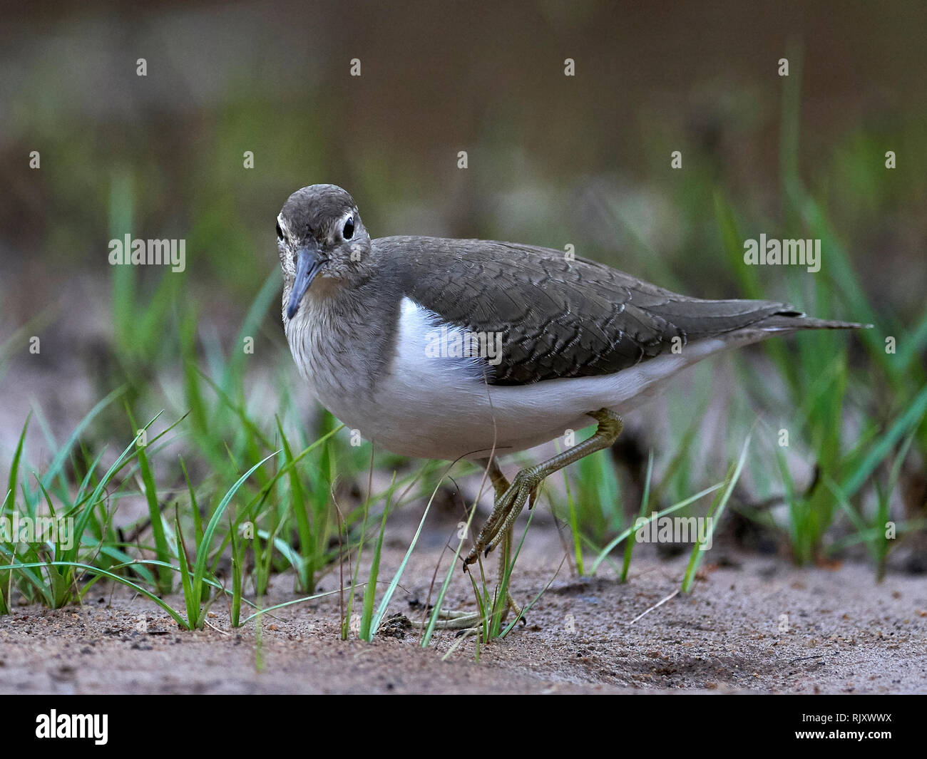 Common sandpiper in its natural habitat in Senegal Stock Photo - Alamy