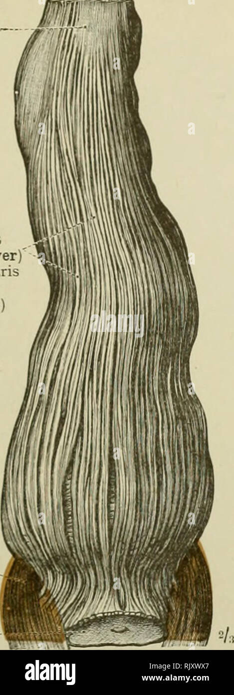 Conversion Of Taeniae Coli