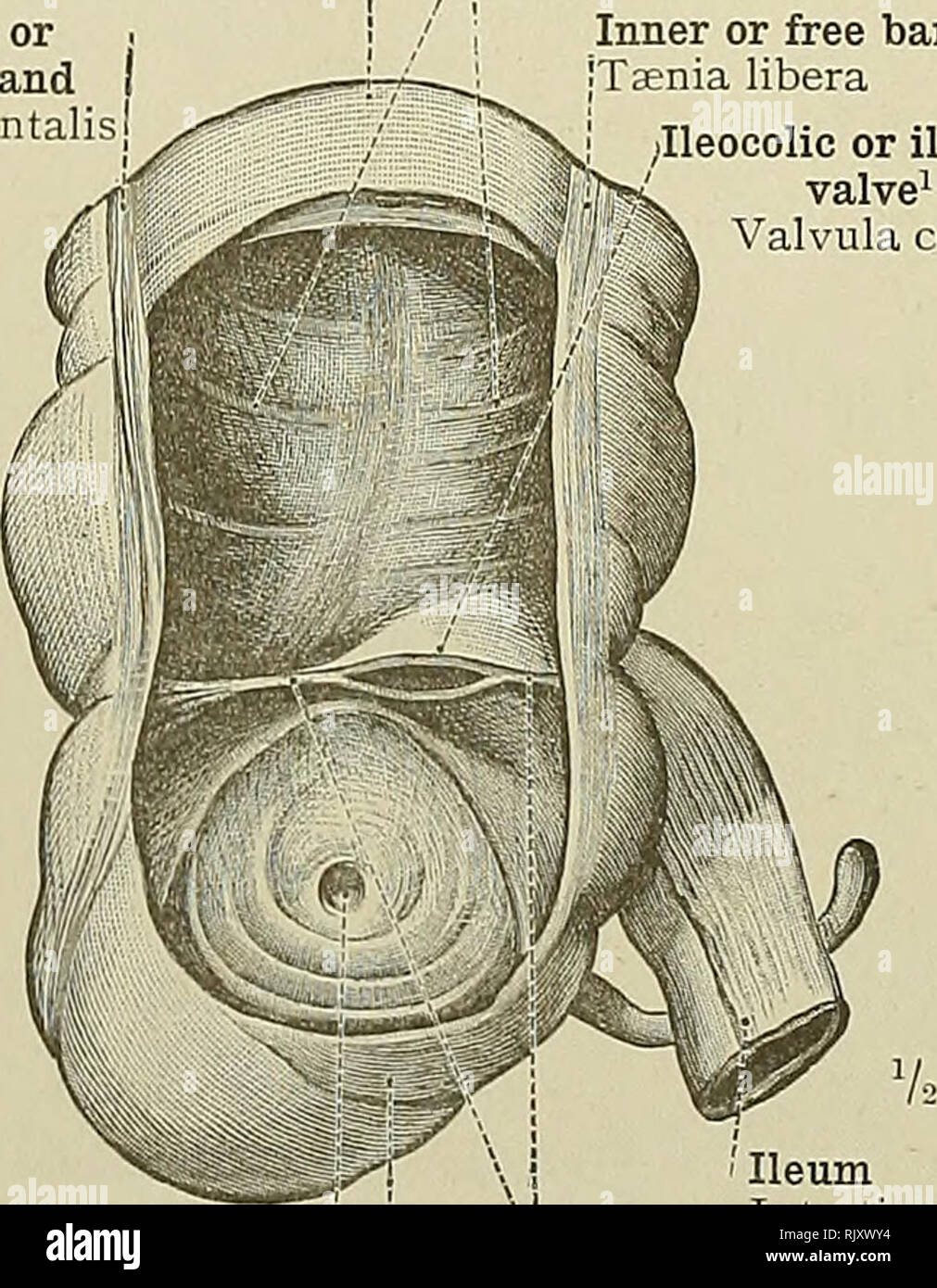 . An atlas of human anatomy for students and physicians. Anatomy ...