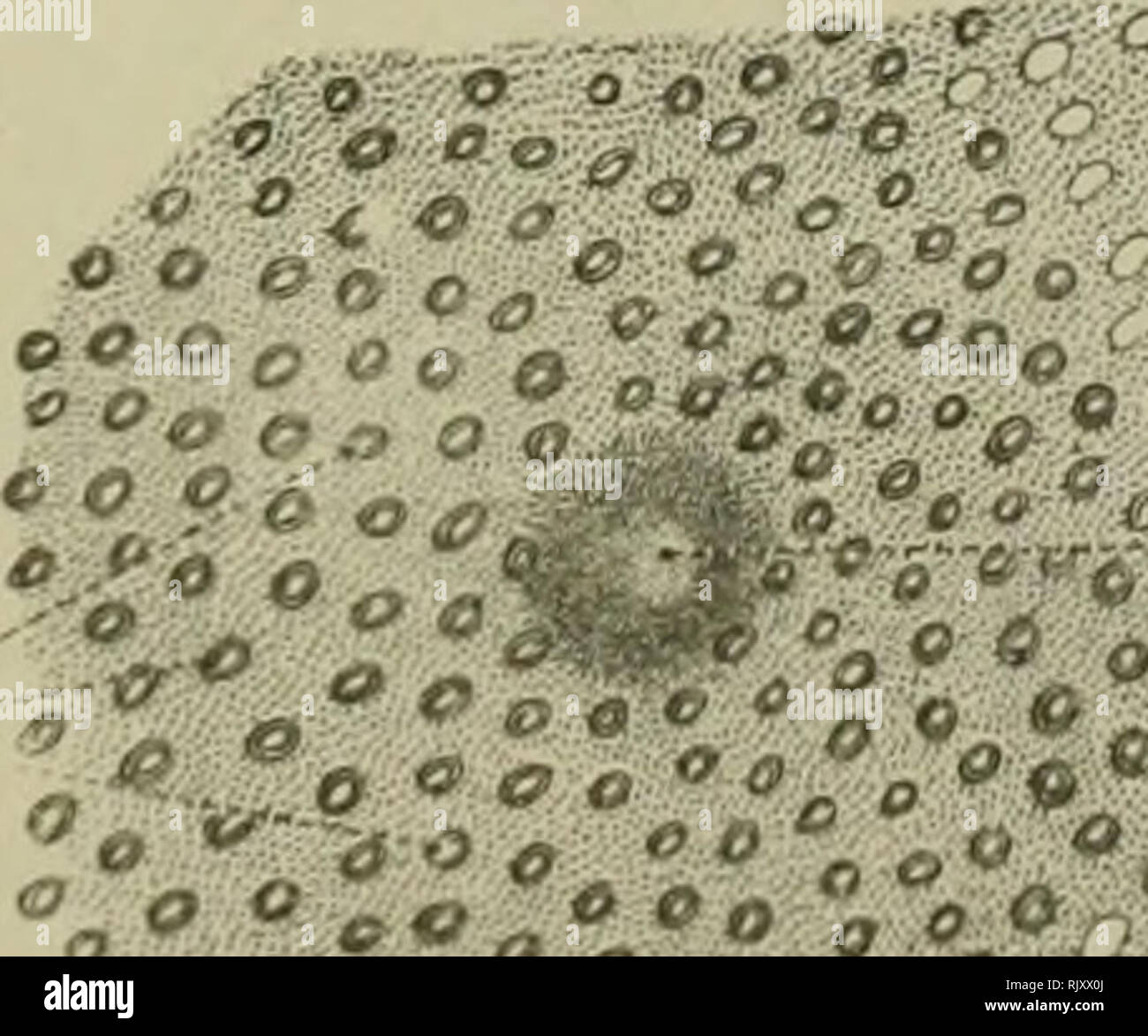 . An atlas of human anatomy for students and physicians. Anatomy ...