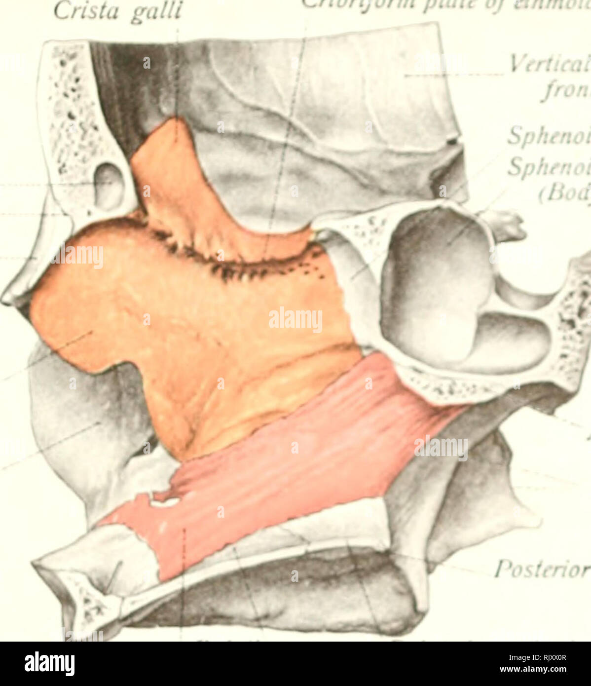 . Atlas and text-book of human anatomy. Anatomy -- Atlases. Cribri/ortn ...